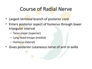 Radial nerve anatomyw | PPT