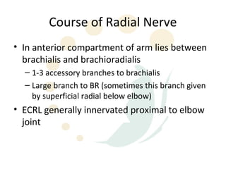 Radial nerve anatomyw | PPT