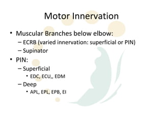 Radial nerve anatomyw | PPT