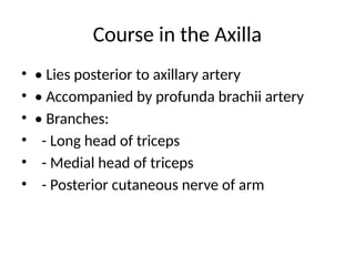Radial_Nerve_Courseanatomyclinical .pptx