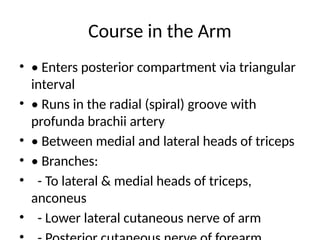 Radial_Nerve_Courseanatomyclinical .pptx