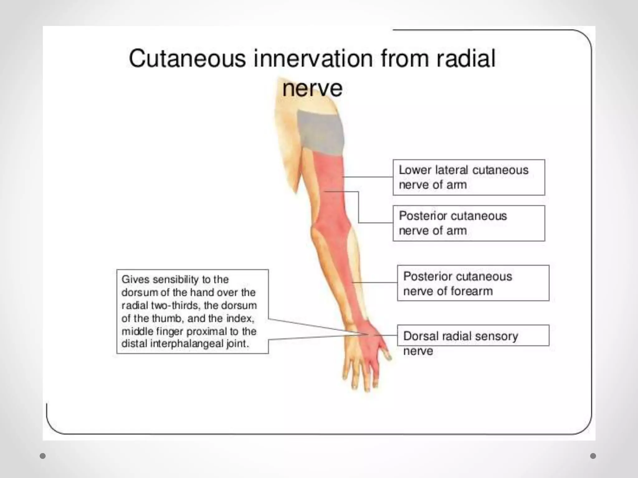 Radial nerve palsy, orthopaedics | PPTX