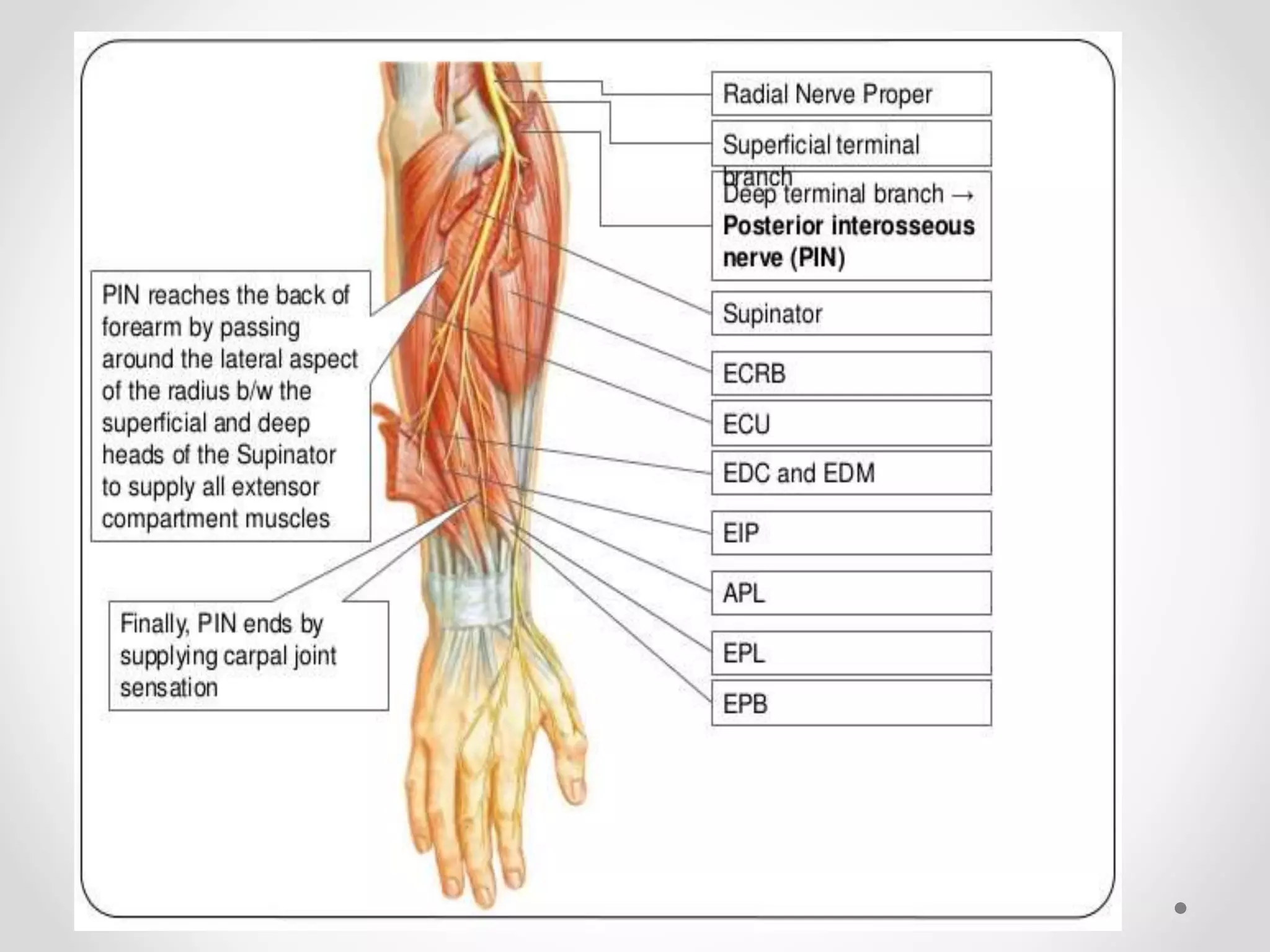 Radial nerve palsy, orthopaedics | PPTX