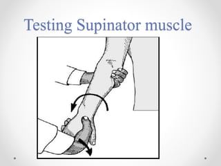 Radial nerve palsy, orthopaedics | PPTX