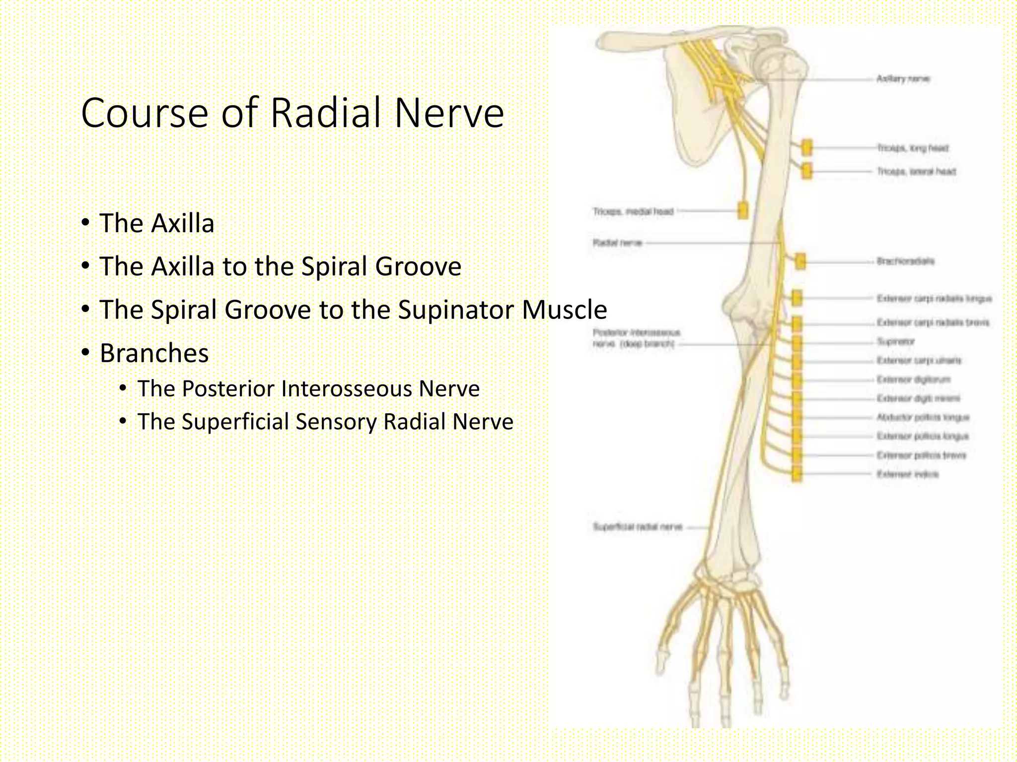 Radial nerve entrapment | PPTX