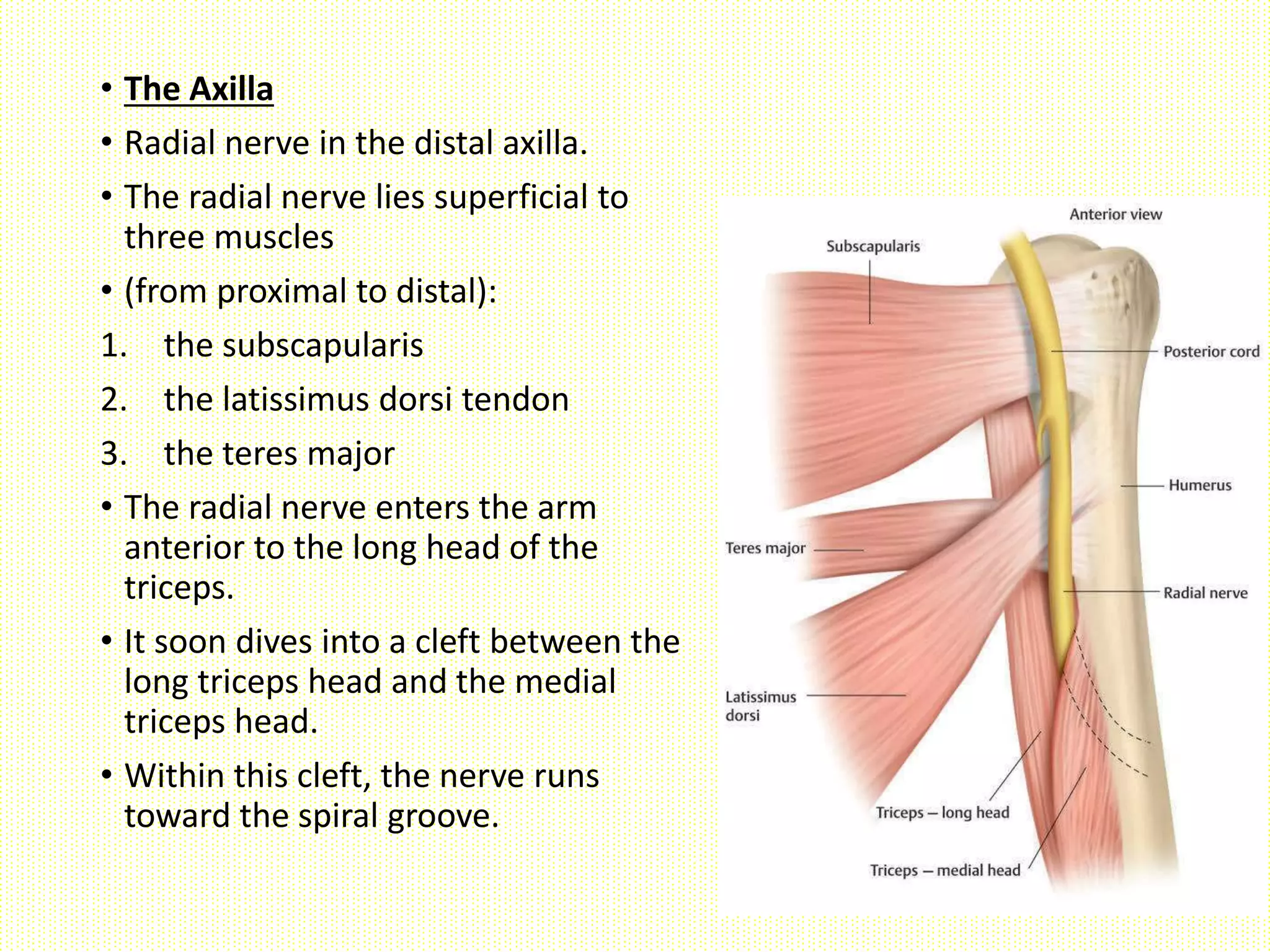 Radial nerve entrapment | PPTX