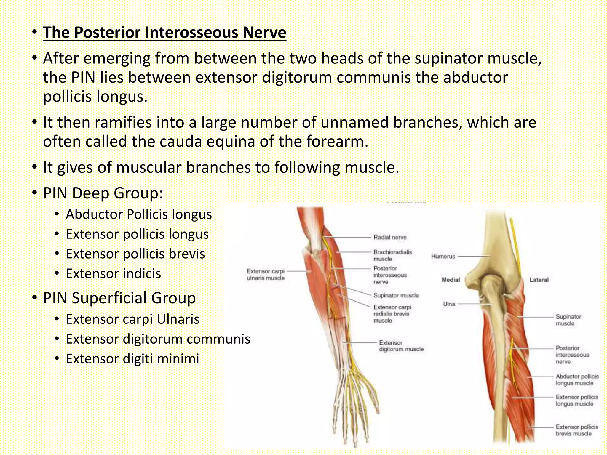 Radial nerve entrapment | PPTX