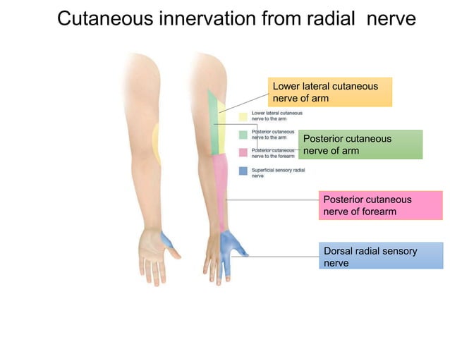 Radial nerve entrapment | PPTX | Death, Injury, or Military Conflict ...