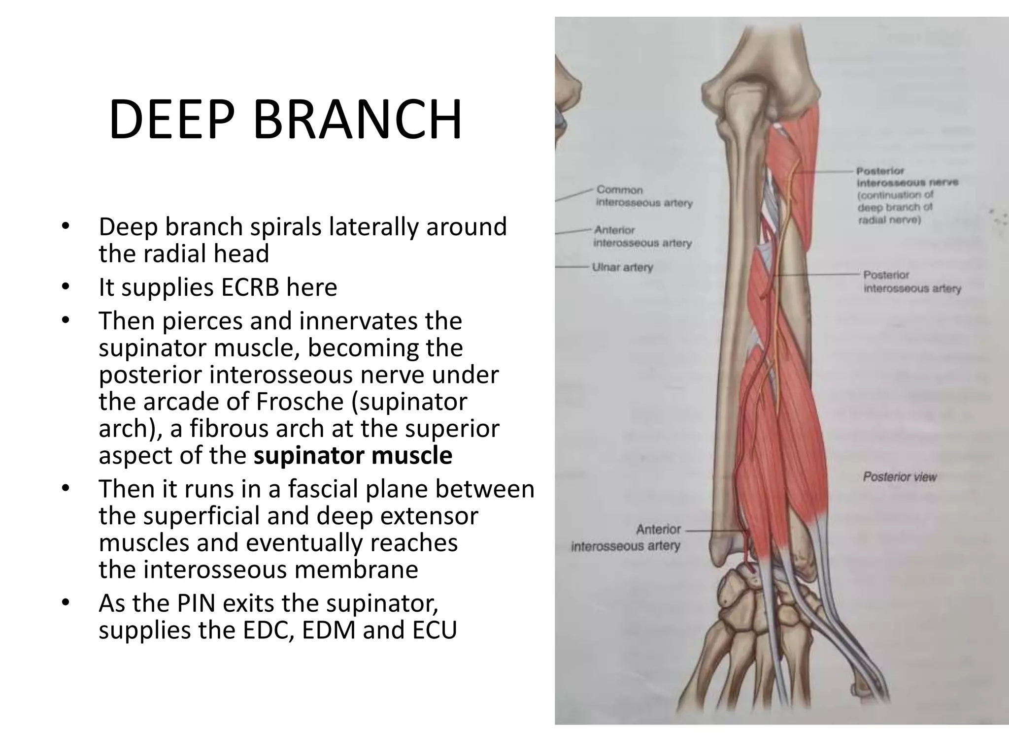 Radial nerve palsy | PPTX