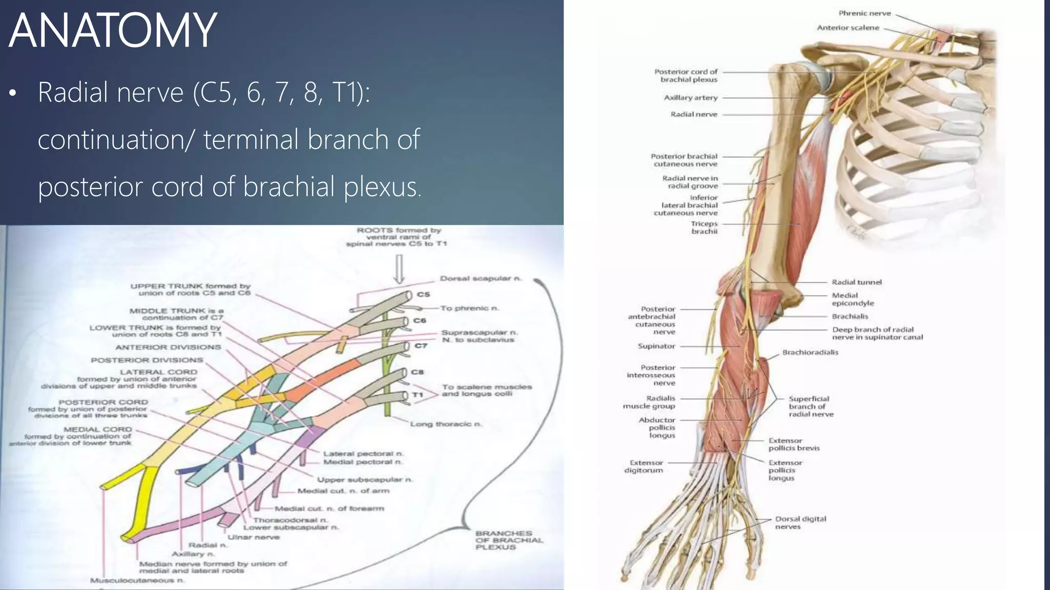 Radial nerve anatomy and injuries | PPTX
