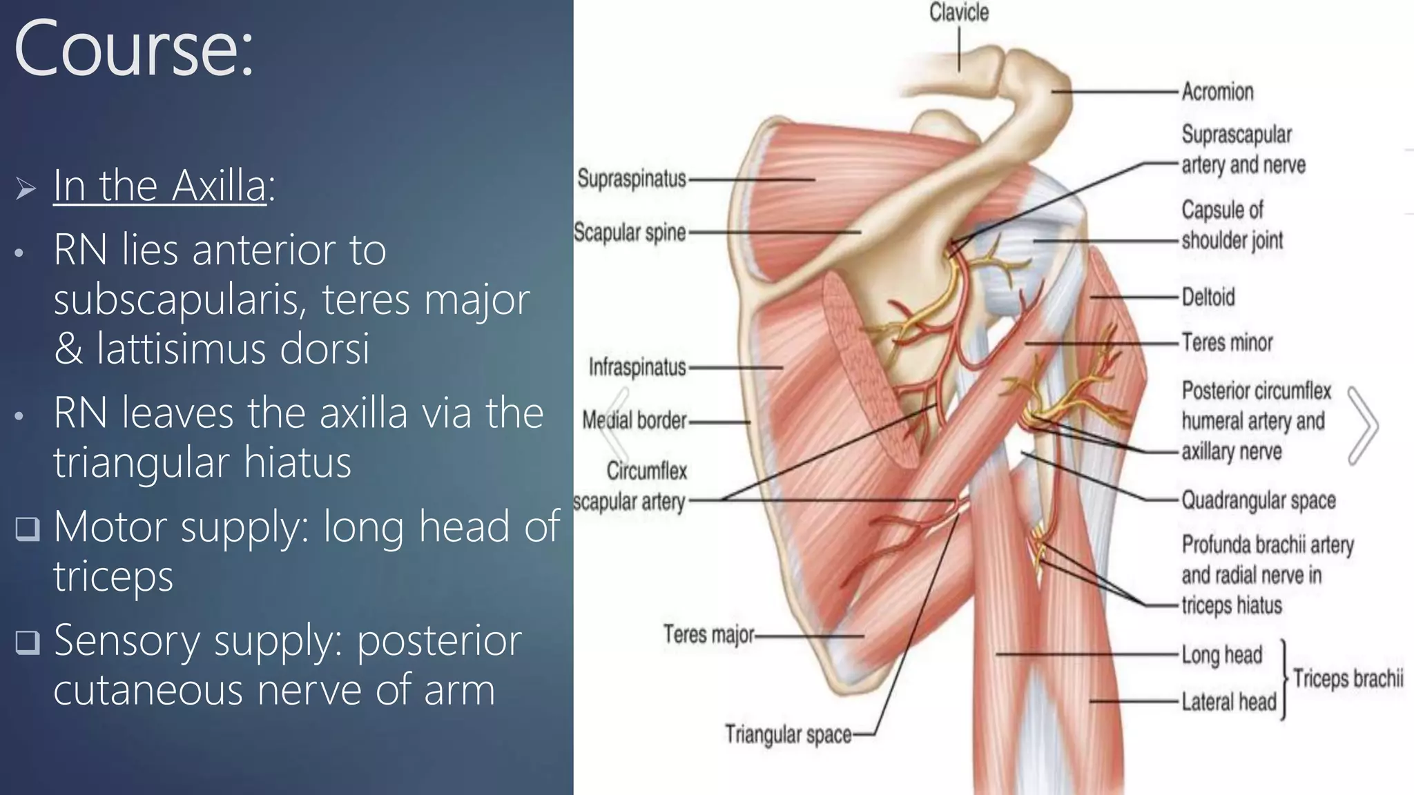 Radial nerve anatomy and injuries | PPTX