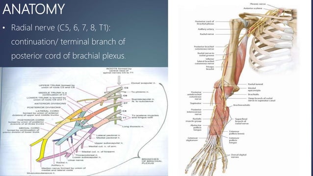 Radial nerve anatomy and injuries | PPTX