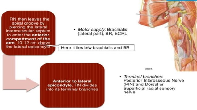 Radial nerve anatomy and injuries | PPTX
