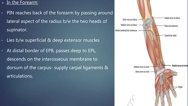 Radial nerve anatomy and injuries | PPTX