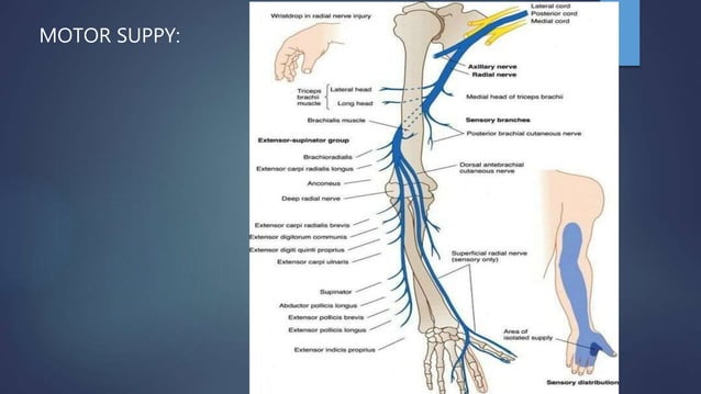 Radial nerve anatomy and injuries | PPTX