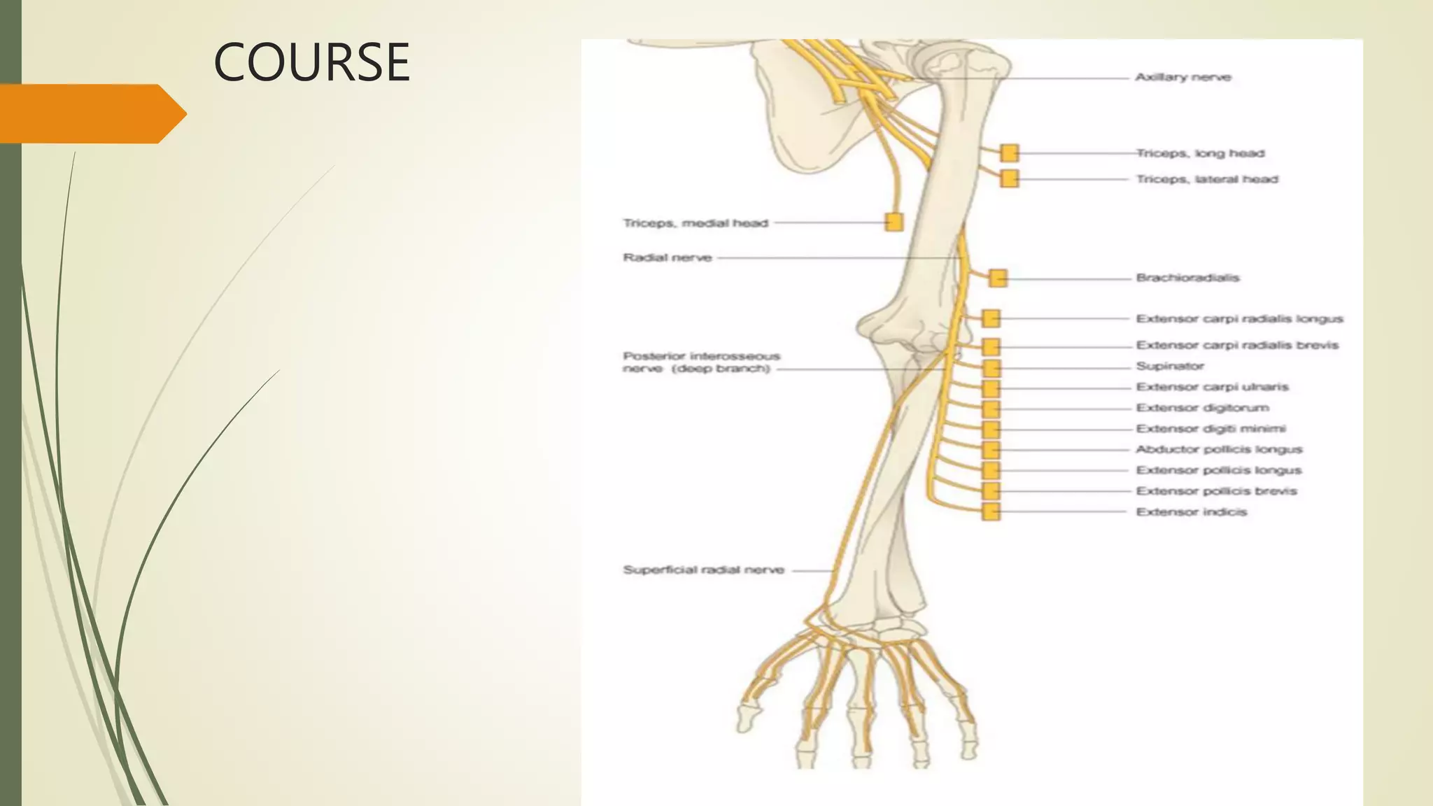 Radial nerve injury | PPTX