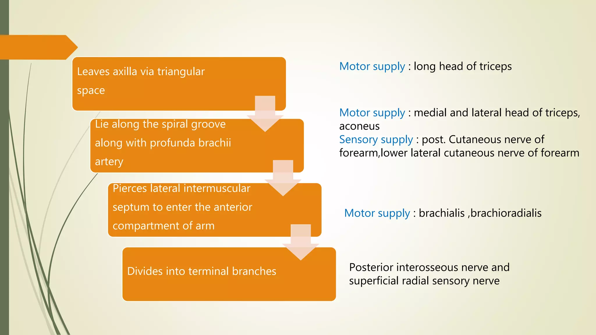 Radial nerve injury | PPTX