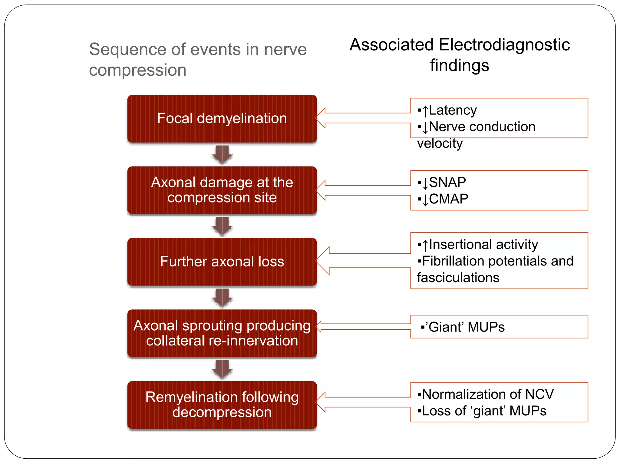 Radial nerve palsy | PPTX