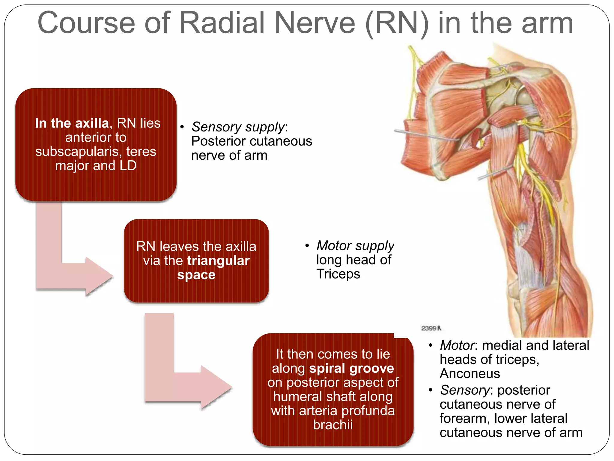 Radial nerve palsy | PPTX