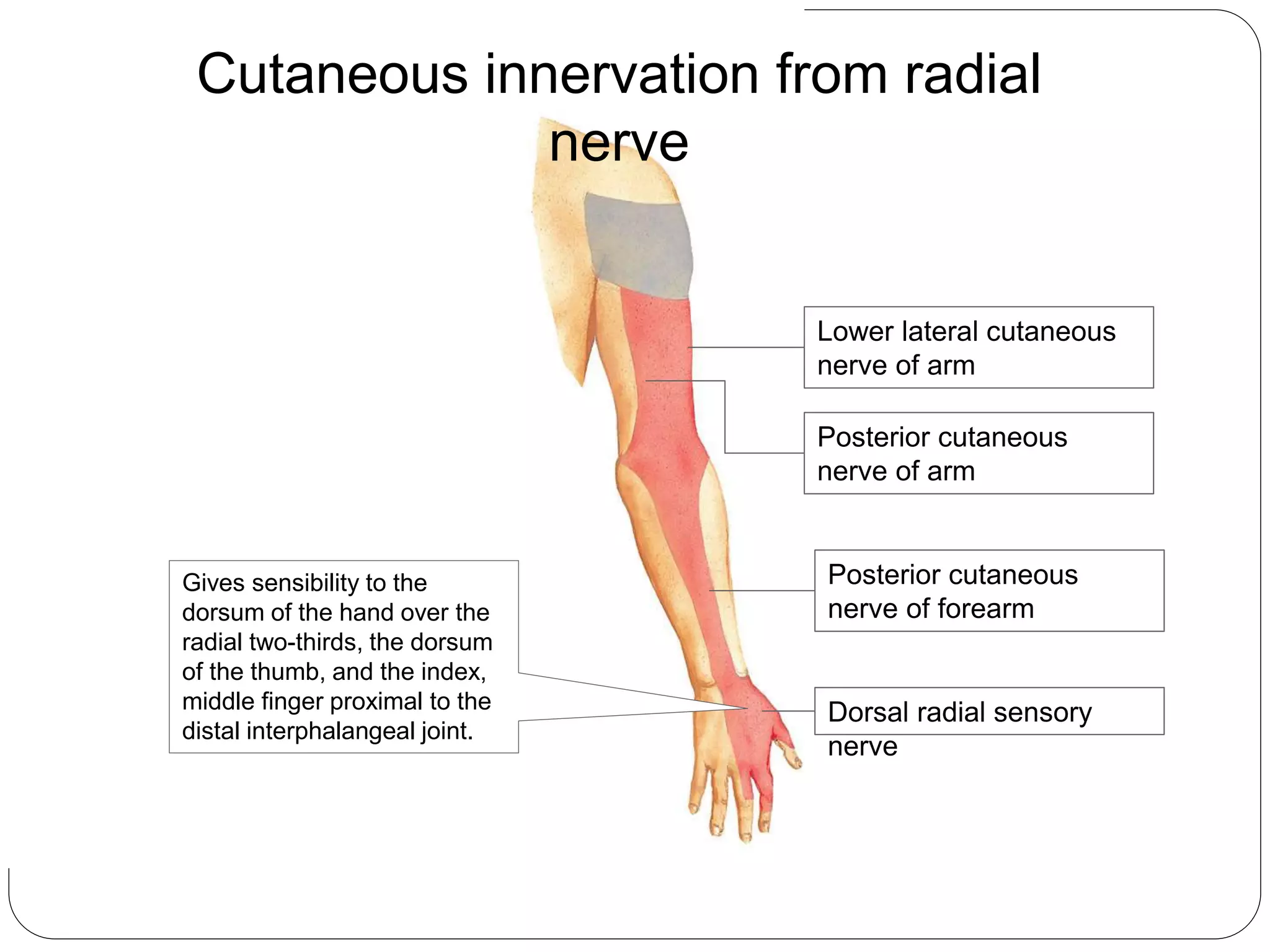 Radial nerve palsy | PPTX