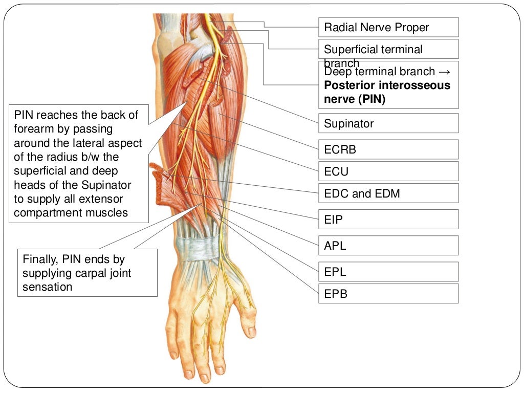 Radial nerve palsy