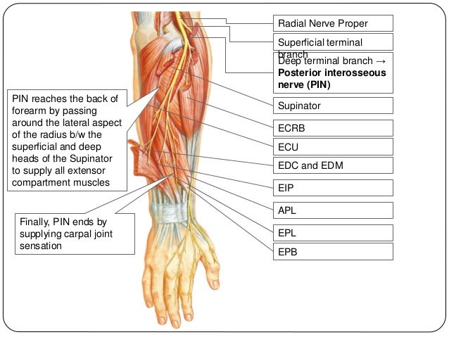 Posterior Interosseous Nerve