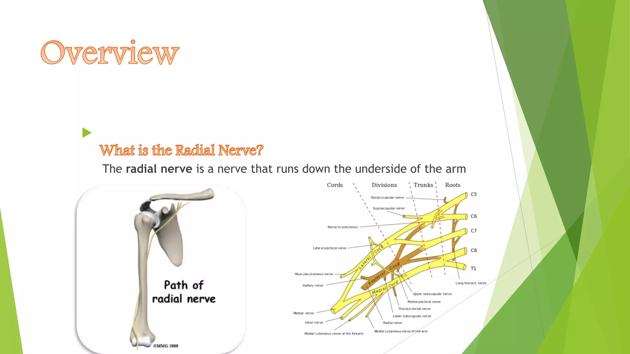 Radial nerve palsy | PPTX
