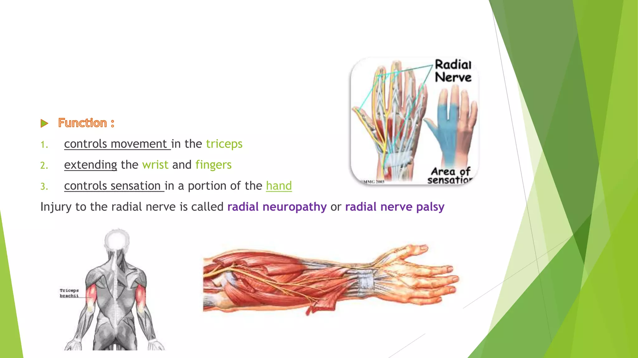 Radial nerve palsy | PPTX