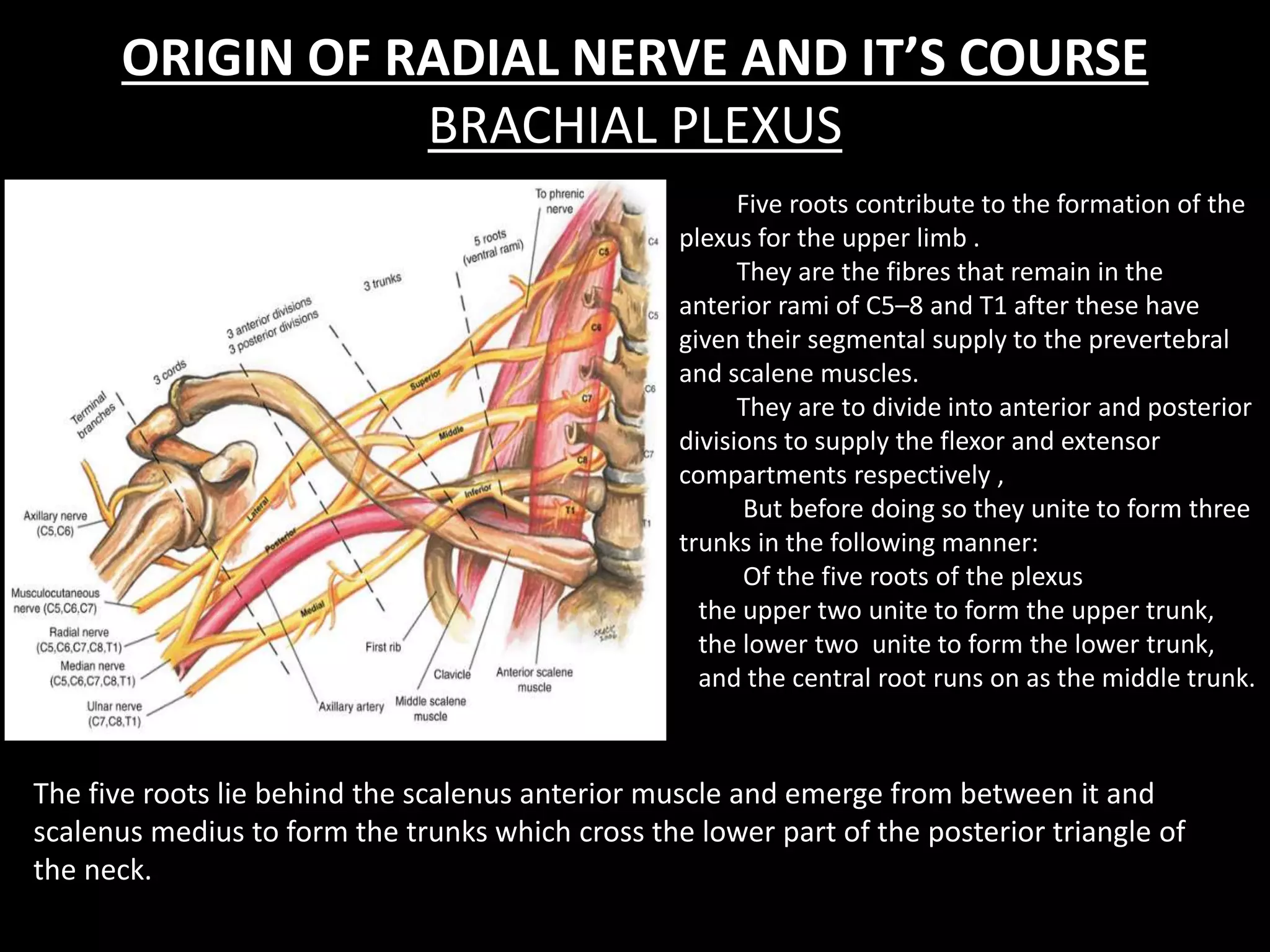 RADIAL NERVE palsy.pptx