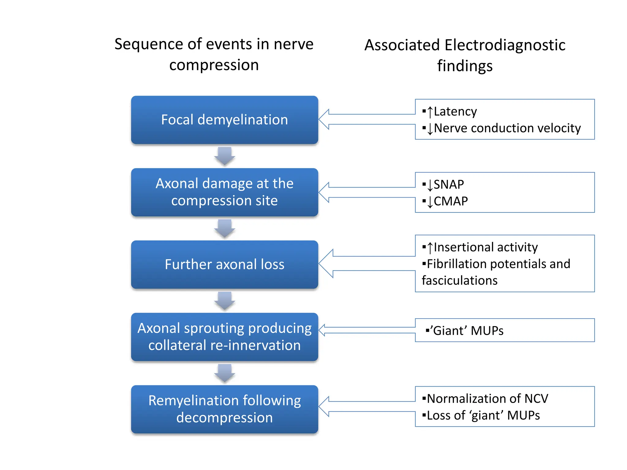 Radial Nerve palsy, Anatomy, Diagnosis and Management.pptx