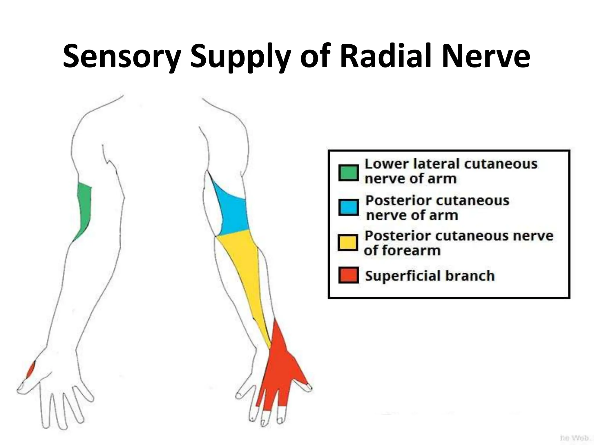 Radial Nerve Palsy Anatomy Diagnosis And Managementpptx