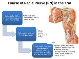 Radial Nerve palsy, Anatomy, Diagnosis and Management.pptx