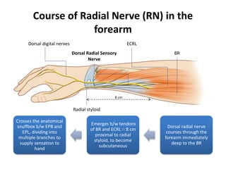 Radial Nerve palsy, Anatomy, Diagnosis and Management.pptx