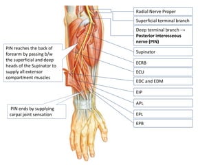 Radial Nerve palsy, Anatomy, Diagnosis and Management.pptx