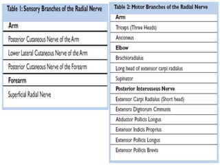 Radial Nerve palsy, Anatomy, Diagnosis and Management.pptx