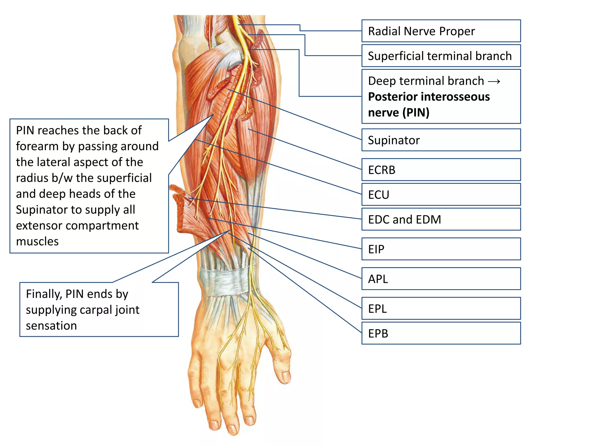 Radial nerve palsy clinical features and diagnosis | PPTX