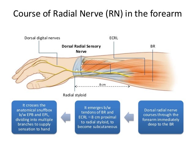 Radial nerve palsy clinical features and diagnosis