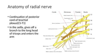 RADIAL NERVE PALSY for undergraduates .pptx