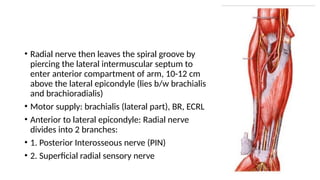 RADIAL NERVE PALSY for undergraduates .pptx