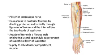 RADIAL NERVE PALSY for undergraduates .pptx