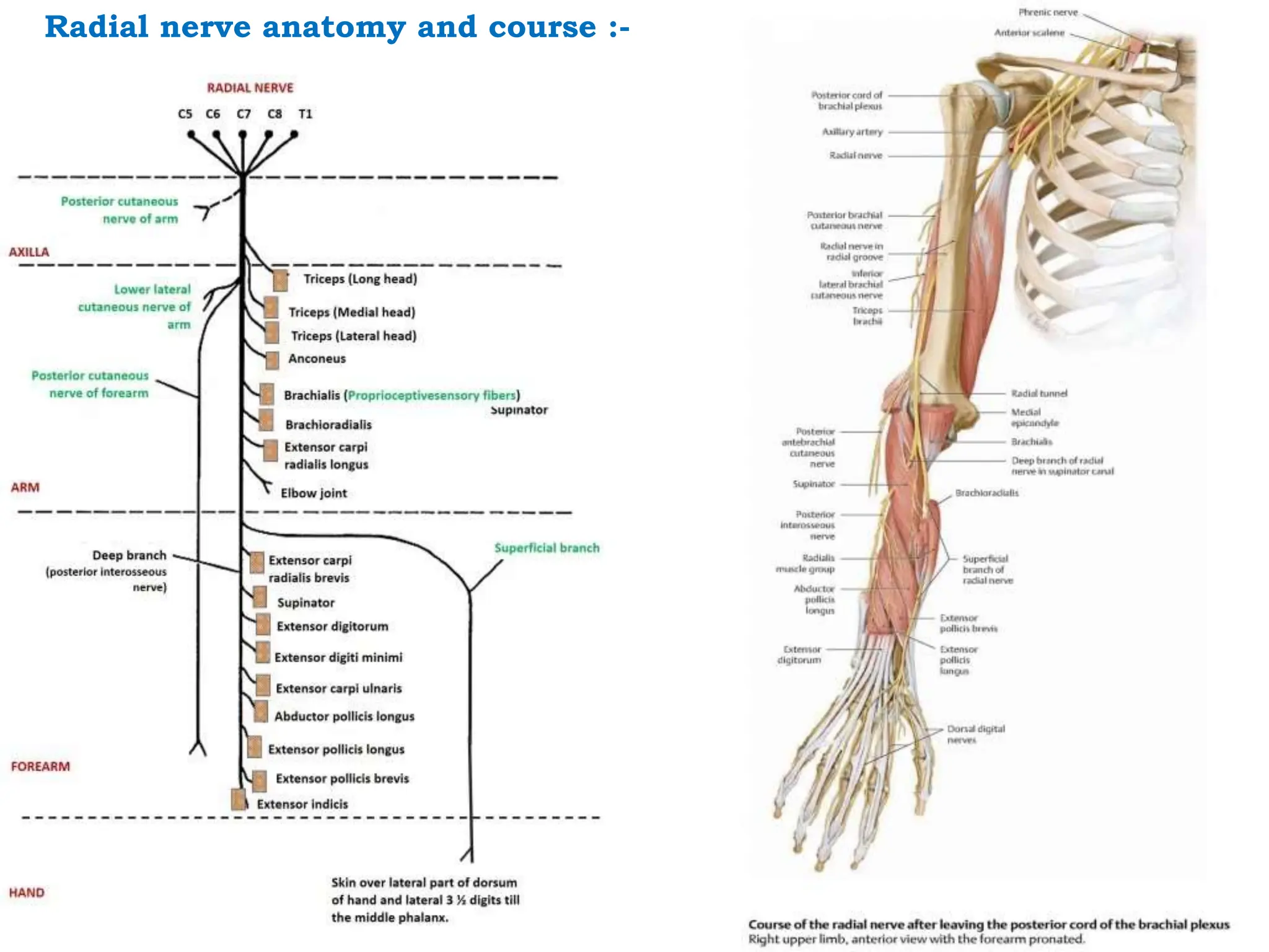 Radial nerve tendon | PPTX