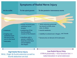 Radial nerve tendon | PPTX
