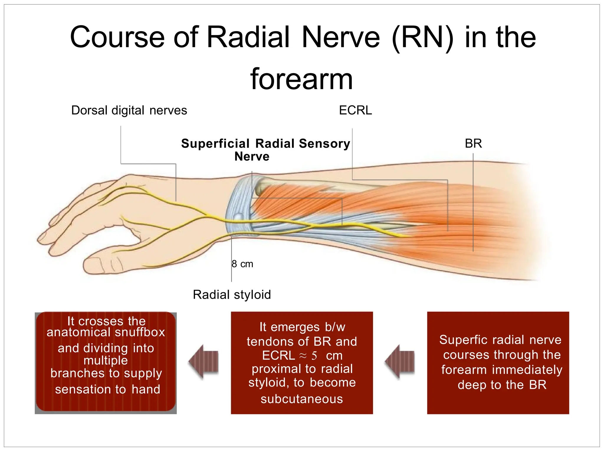 RADIAL NERVE Injuries usefu for Undergraduates | PPTX