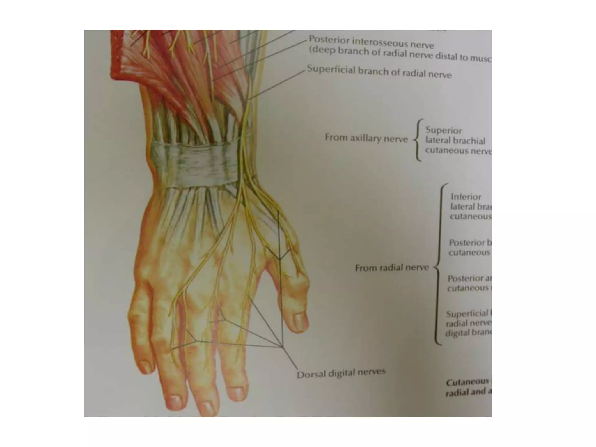 Radial neuropathy and electrophysiology | PPTX