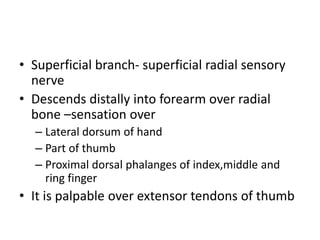 Radial neuropathy and electrophysiology | PPTX