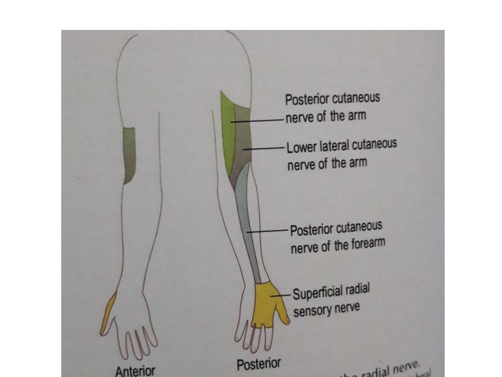 Radial Nerve Neuropathy | Radial Nerve Palsy – RXDBBU