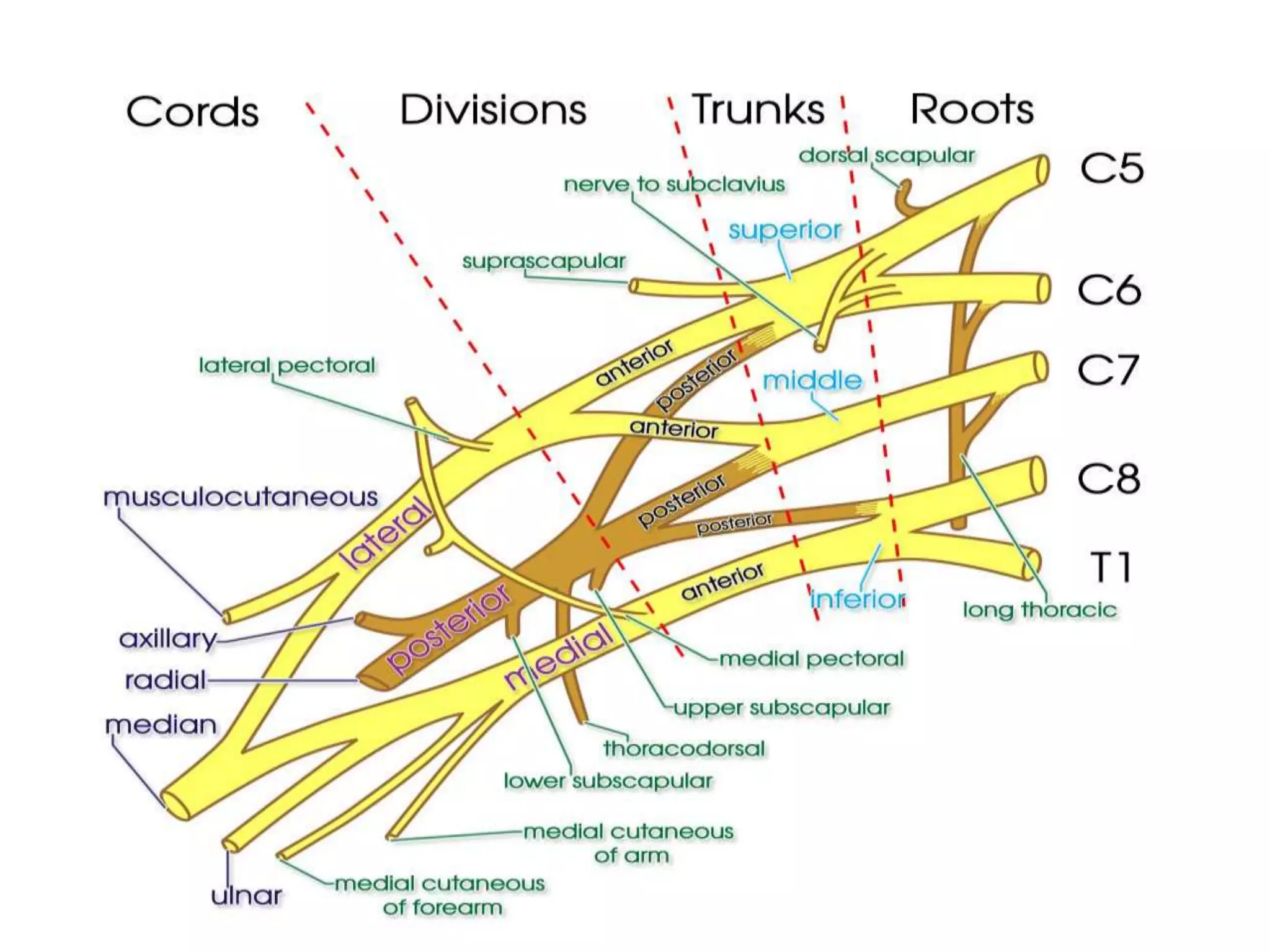 Radial, ulnar and median nerve injuries | PPTX