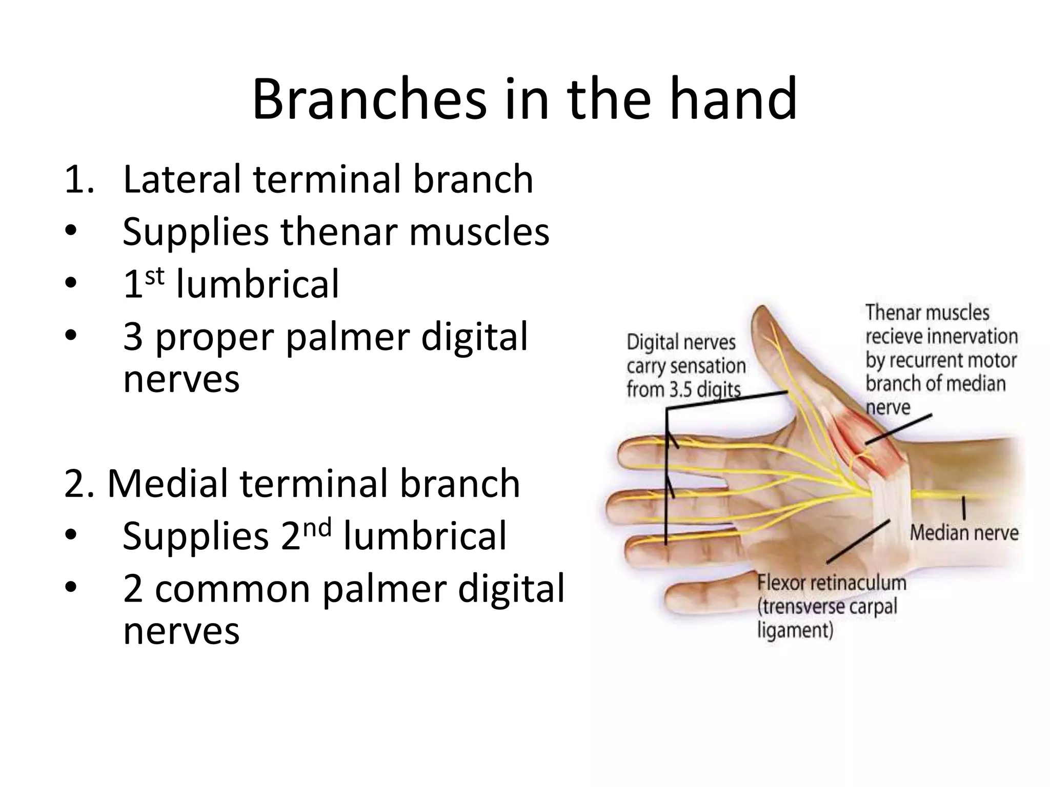 Radial, ulnar and median nerve injuries | PPTX