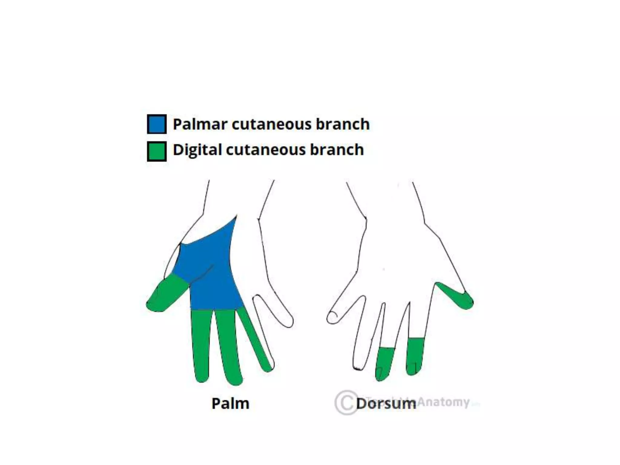Radial, ulnar and median nerve injuries | PPTX