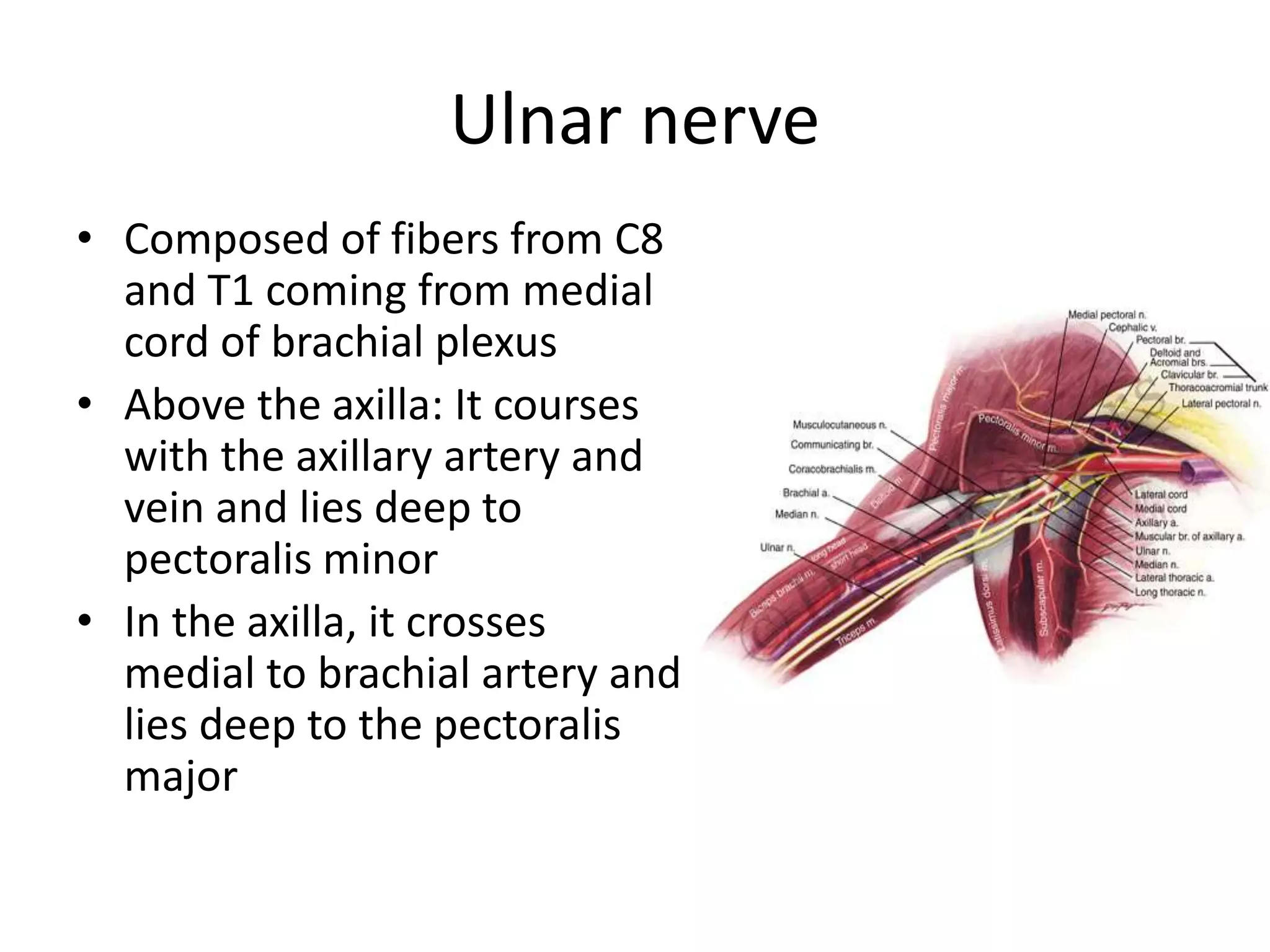 Radial, ulnar and median nerve injuries | PPTX